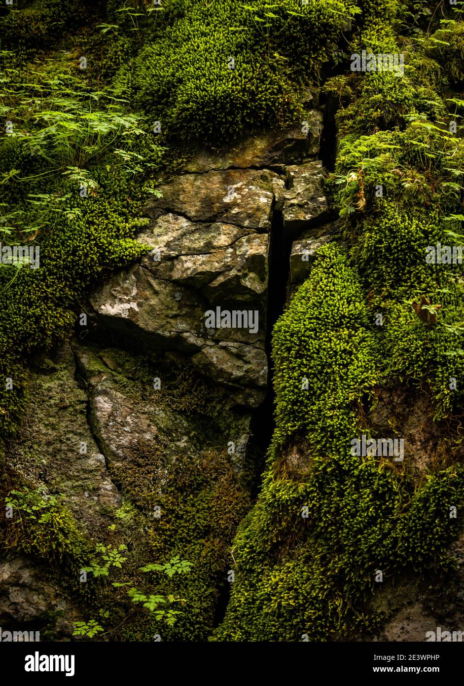 Closeup moss on rock hi-res stock photography and images - Alamy