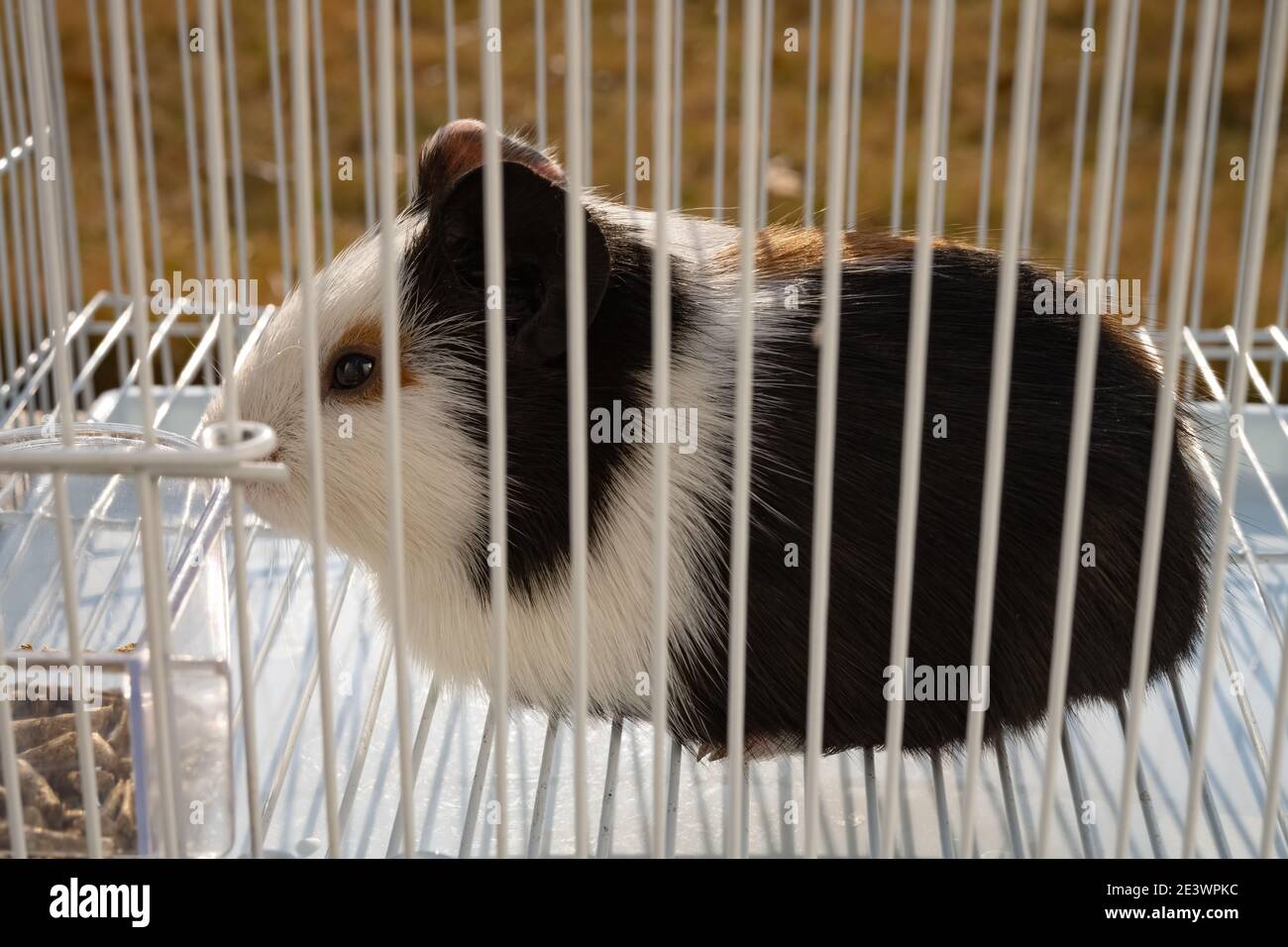 cute cavy lying down in a cage close up Stock Photo - Alamy