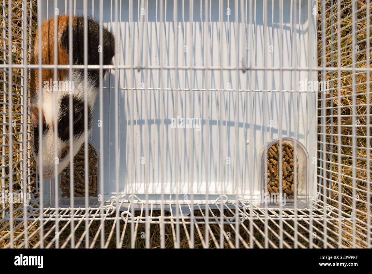 top view cage with a cute cavy Stock Photo - Alamy
