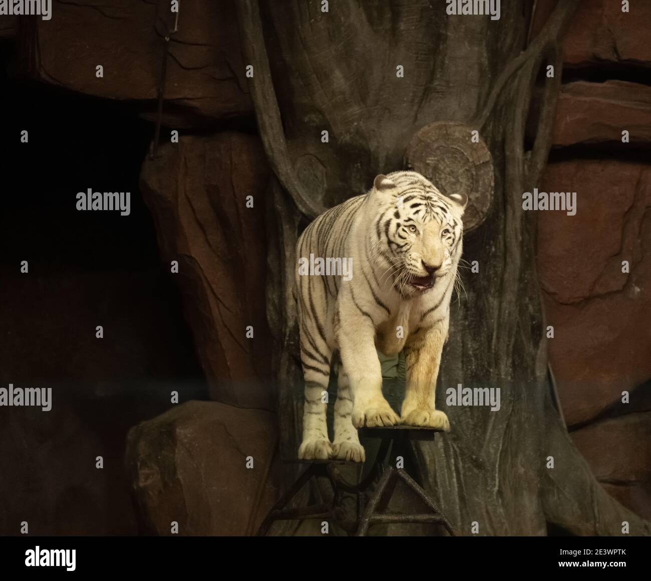 a white tiger standing on steel stands Stock Photo - Alamy