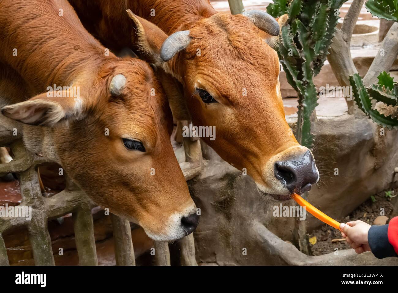 feeding oxen in a zoo Stock Photo - Alamy