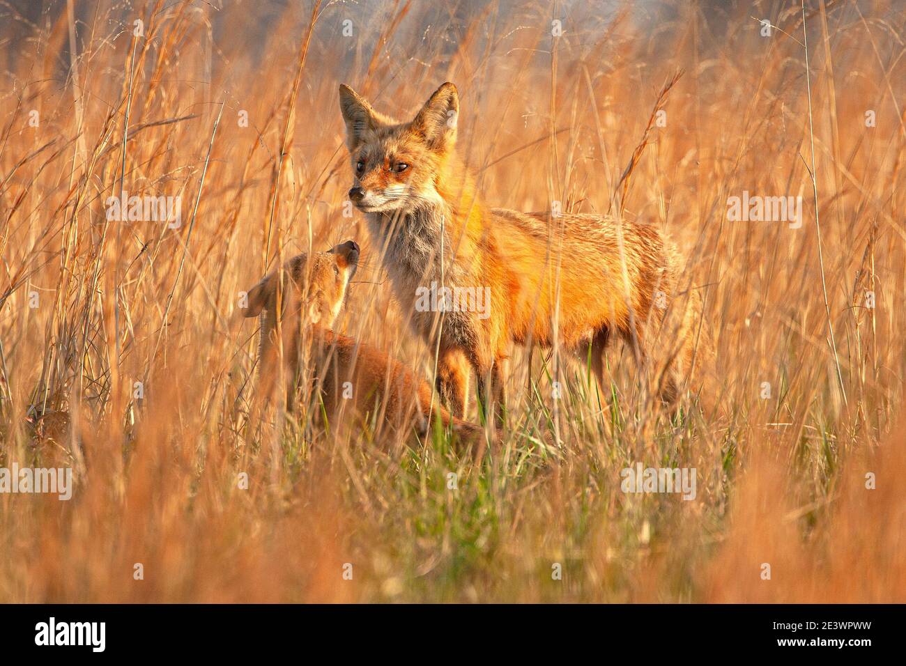 Red fox kits (Vulpes vulpes) with parent in field, Pennsylvania Stock ...