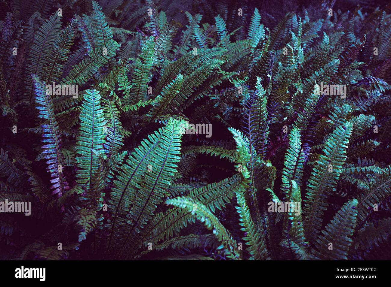 Fern Leaf Plant in Rainforest Jungle. Green Fern Lush Fresh Green ...