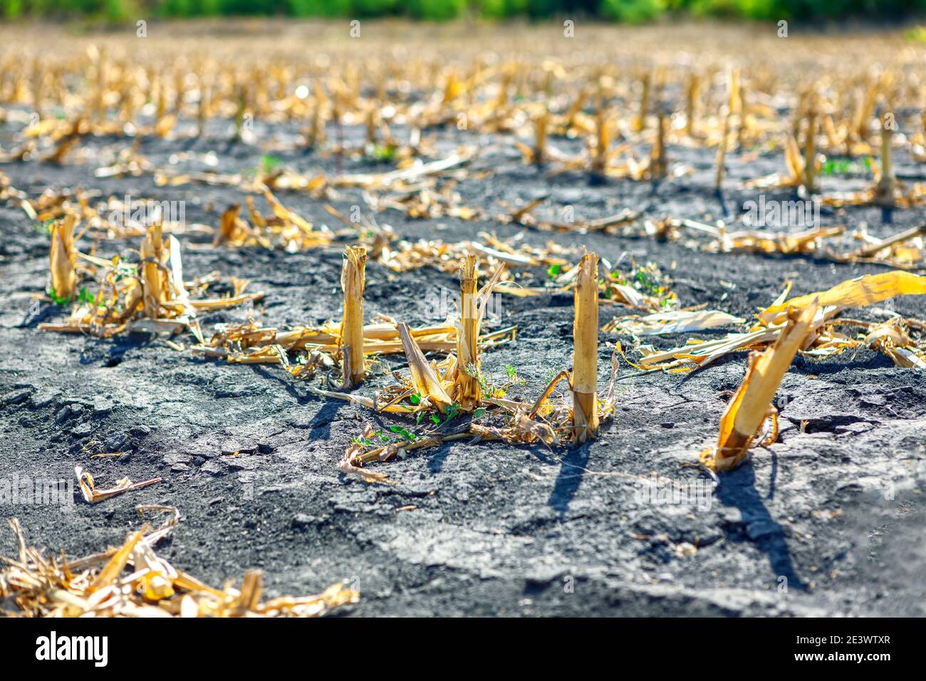 Dried out cornfield hi-res stock photography and images - Alamy