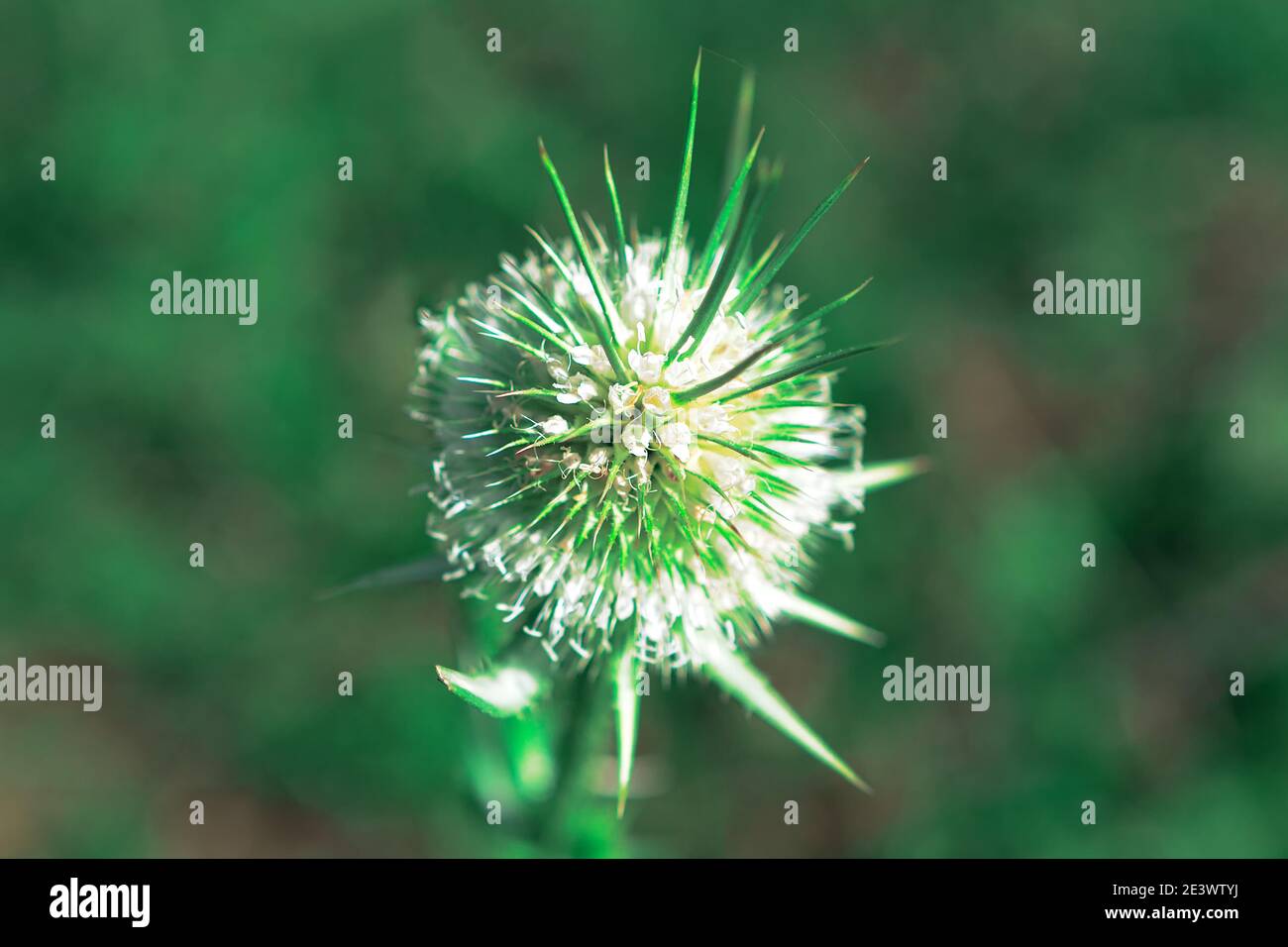 Burdock flower at green background . Growing uncultivated plant Stock ...