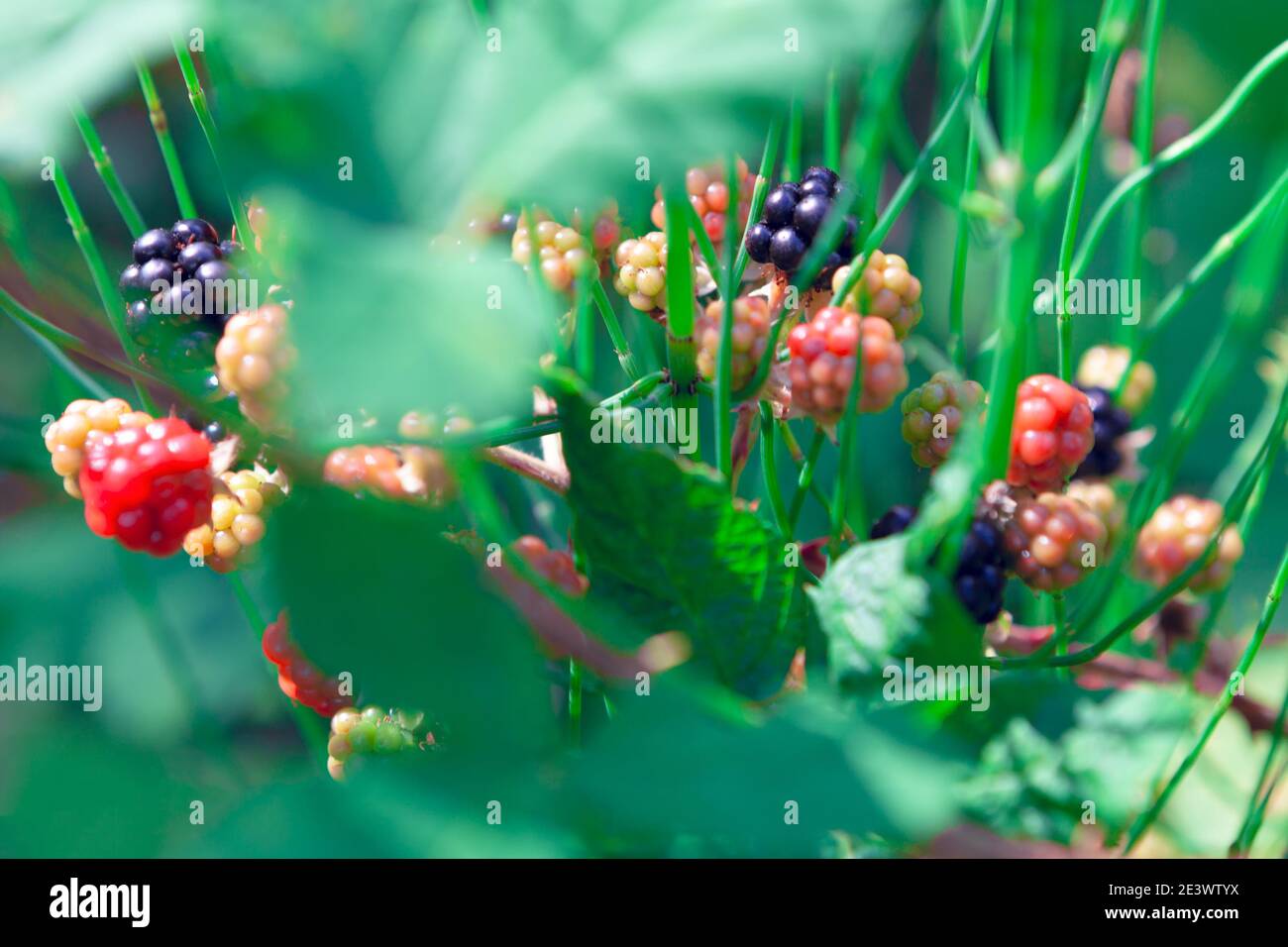 Raspberry berries leaves flower hi-res stock photography and images - Alamy