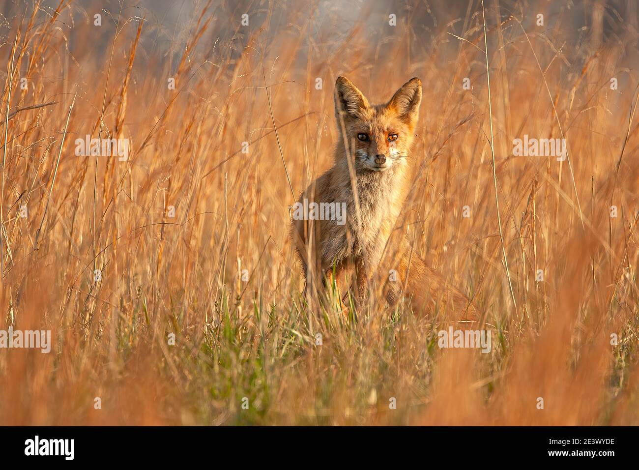 Red fox (Vulpes vulpes) adult in tall grass, Pennsylvania Stock Photo ...