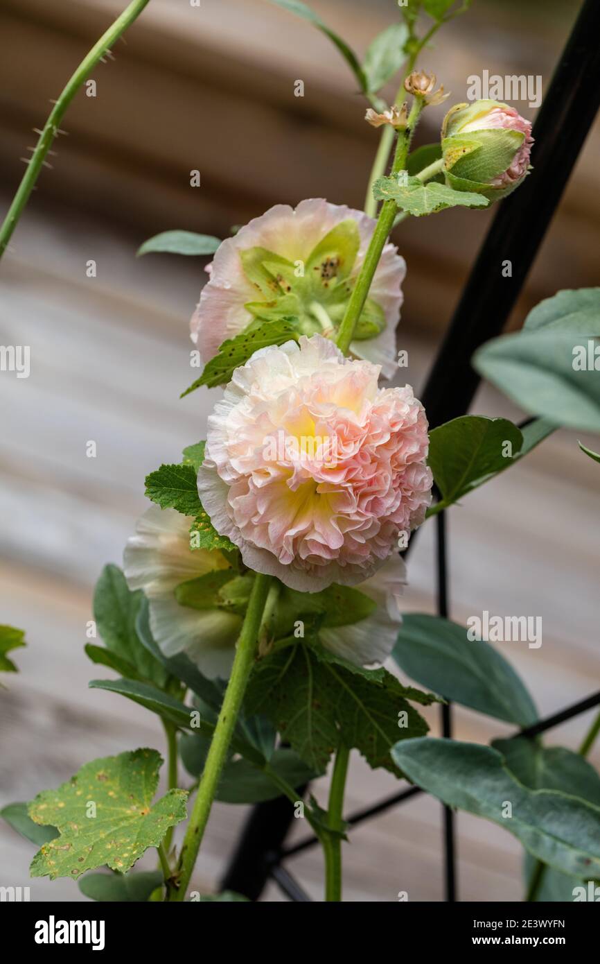 'Peony Salmon Apricot' Hollyhock, Stockros (Alcea rosea Stock Photo - Alamy