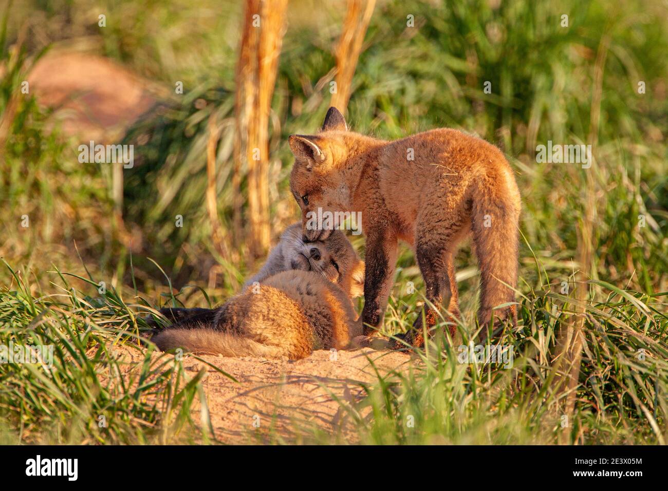 Red fox vulpes grooming hi-res stock photography and images - Alamy
