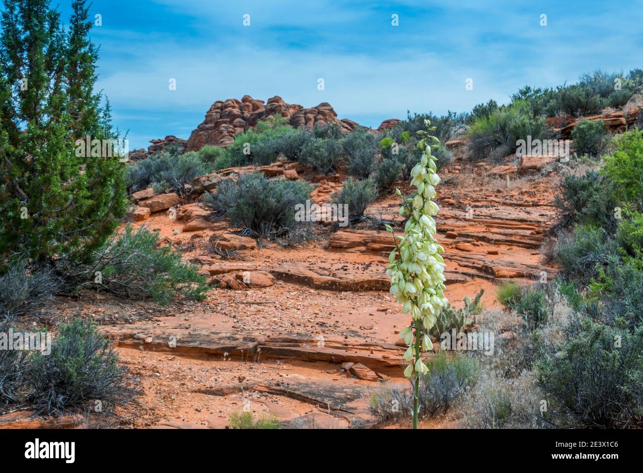 An overlooking view of nature in Snow Canyon State Park, Utah Stock ...