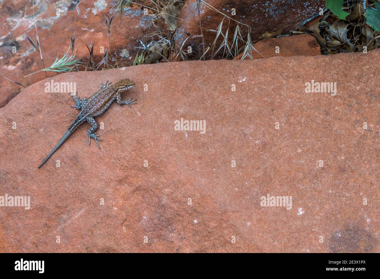 Chuckwalla lizards hi-res stock photography and images - Alamy