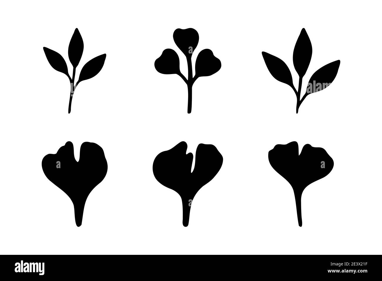 Autumn leaves on gingko Black and White Stock Photos & Images - Alamy