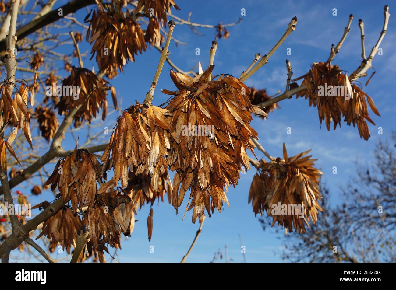 Seed pods on a tree hi-res stock photography and images - Alamy