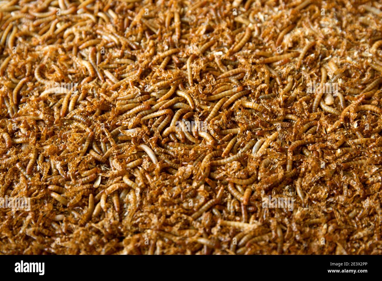 Mealworm larvae hi-res stock photography and images - Alamy