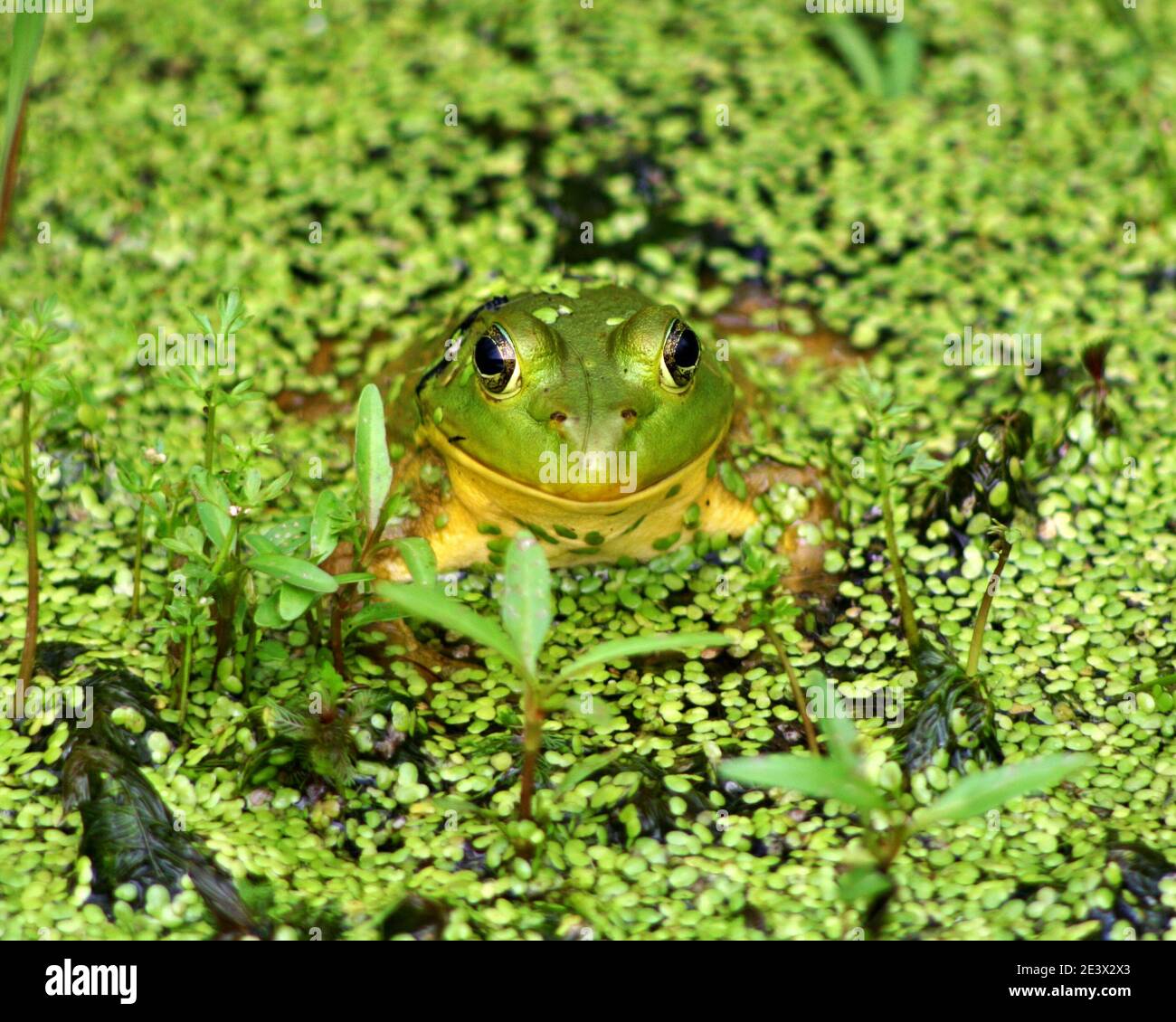 Bullfrog sitting in floating duckweed stares at the camera Stock Photo ...