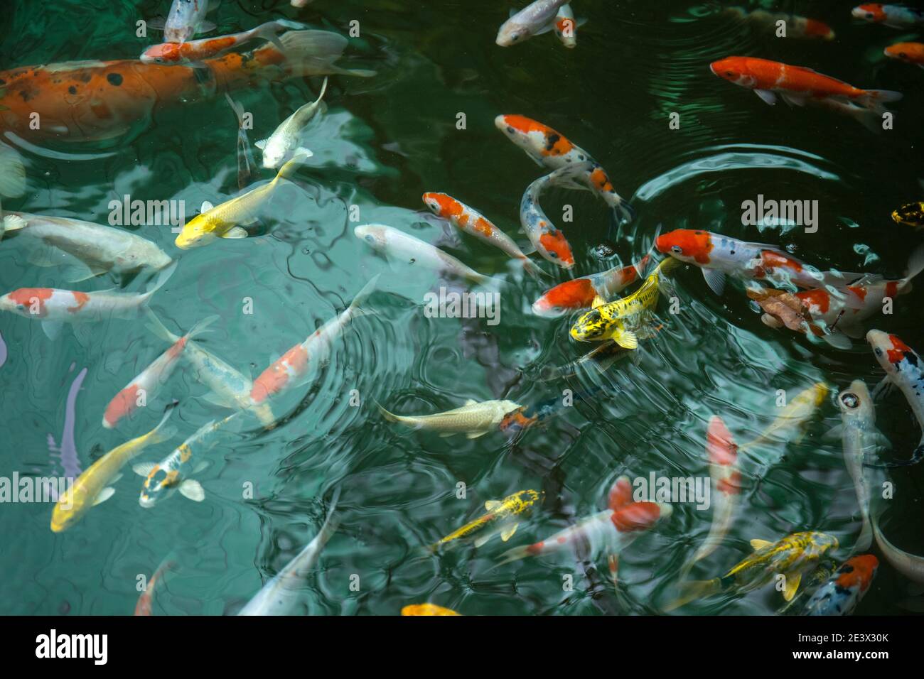 koi fish inside the pond Stock Photo - Alamy