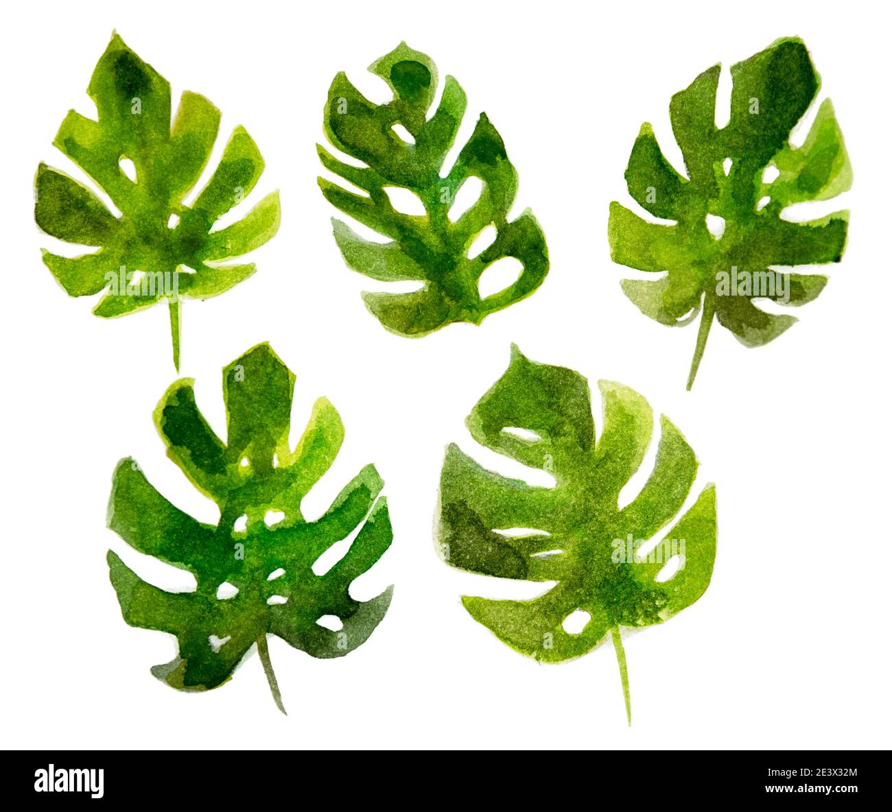 Tropical plants natural beach forest Cut Out Stock Images & Pictures ...