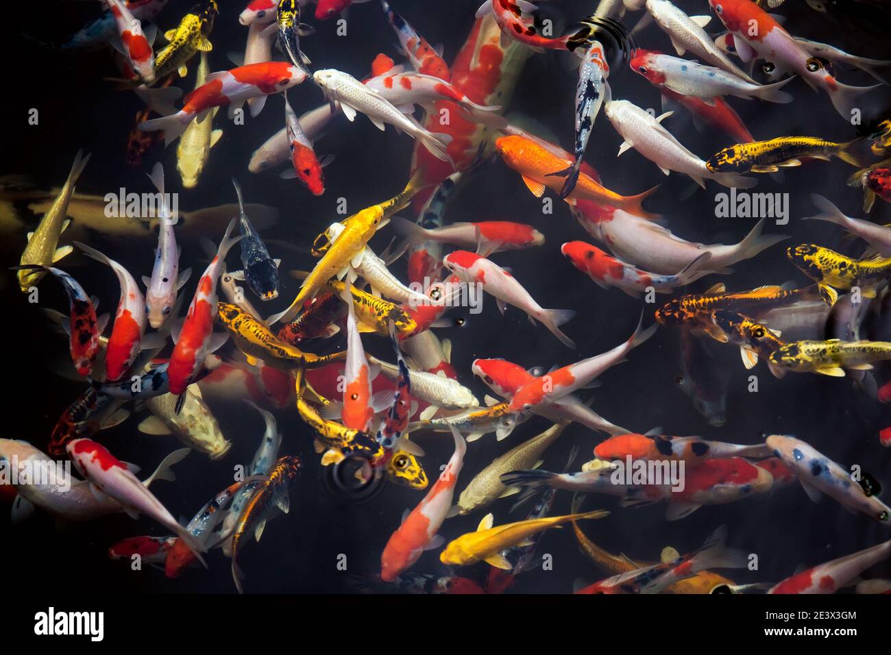 koi fish inside the pond Stock Photo - Alamy