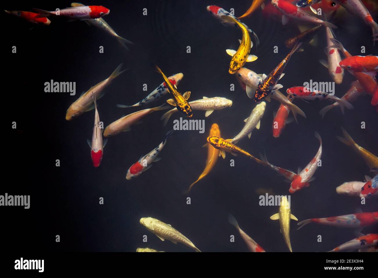 koi fish inside the pond Stock Photo - Alamy