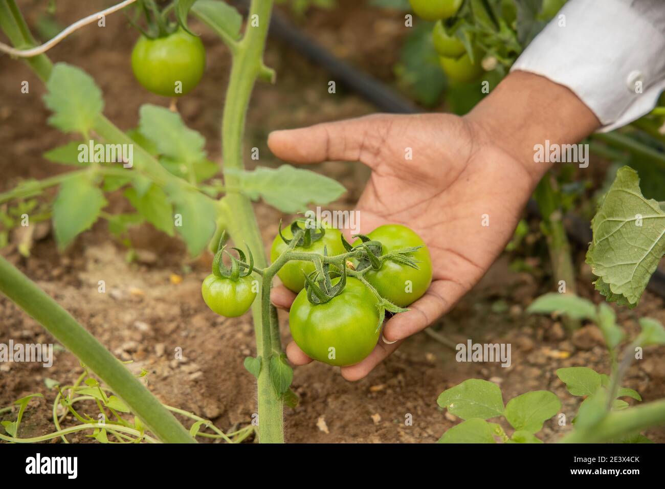 Tomato farming india hi-res stock photography and images - Alamy