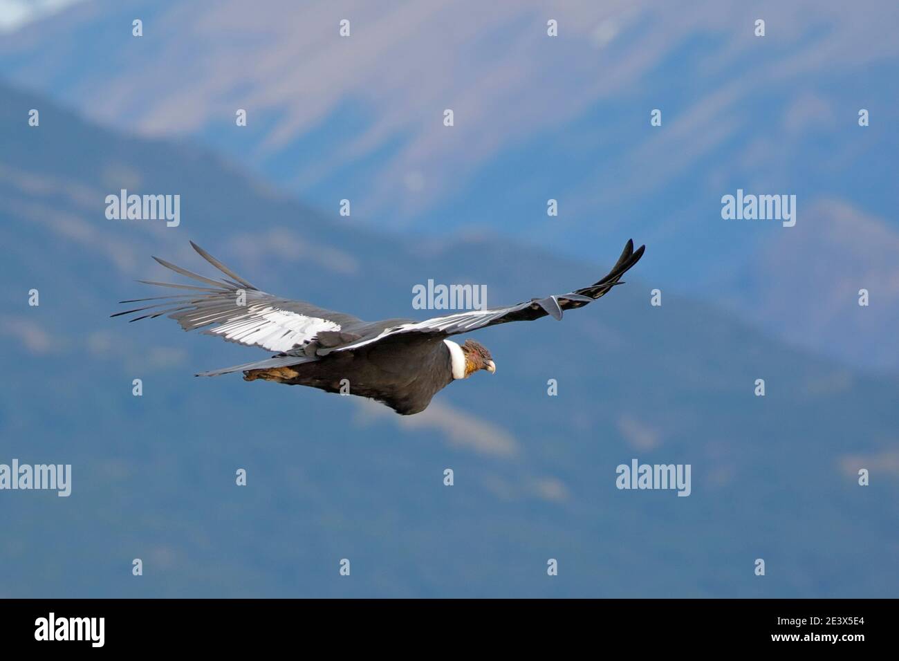 Condor wingspan hi-res stock photography and images - Alamy