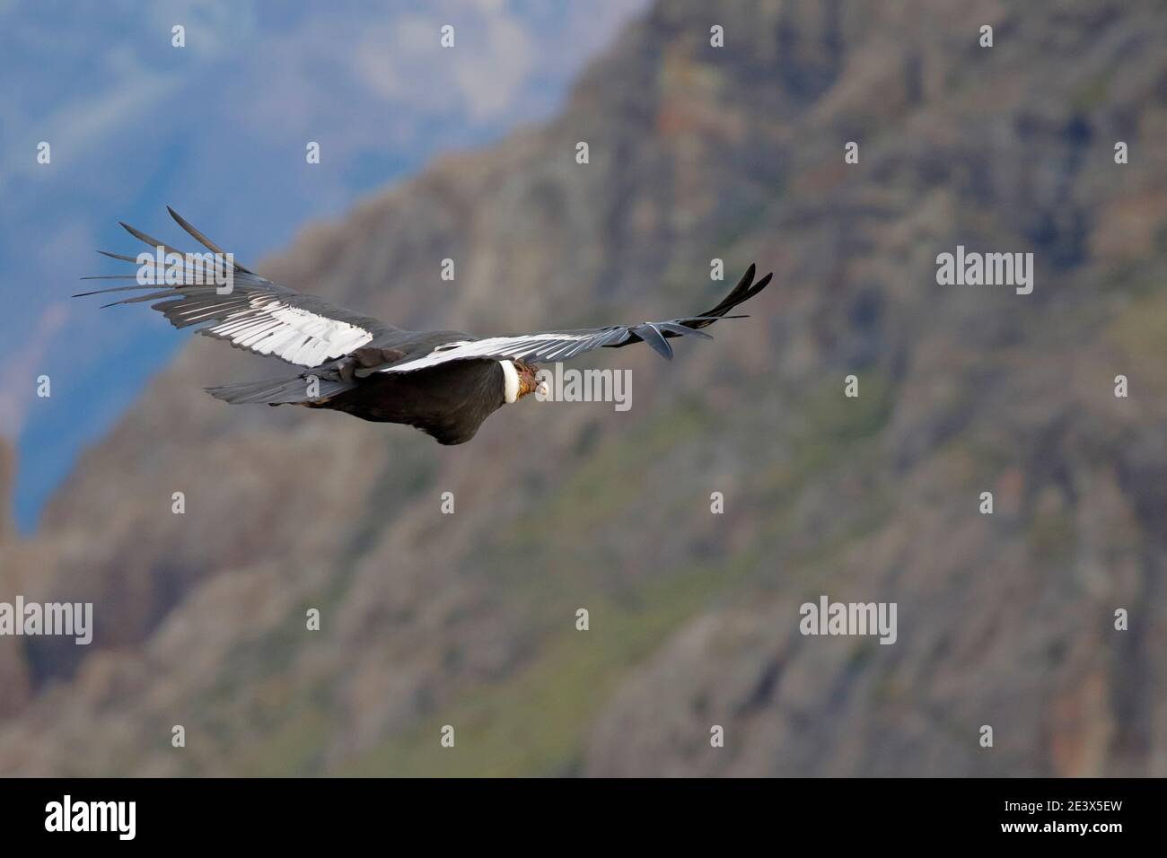Andean condor wingspan hi-res stock photography and images - Alamy