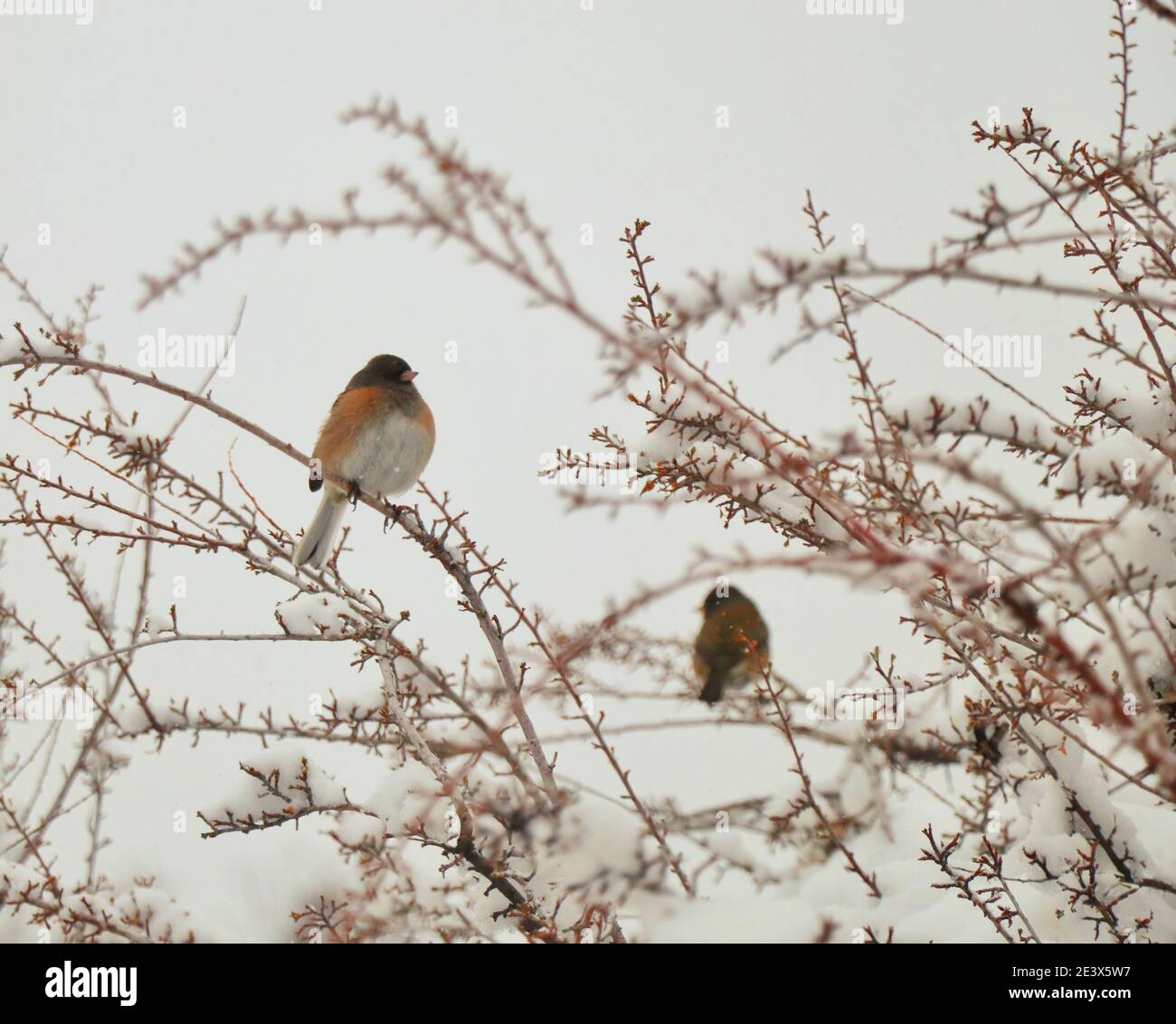 Backyard birds in winter hi-res stock photography and images - Alamy