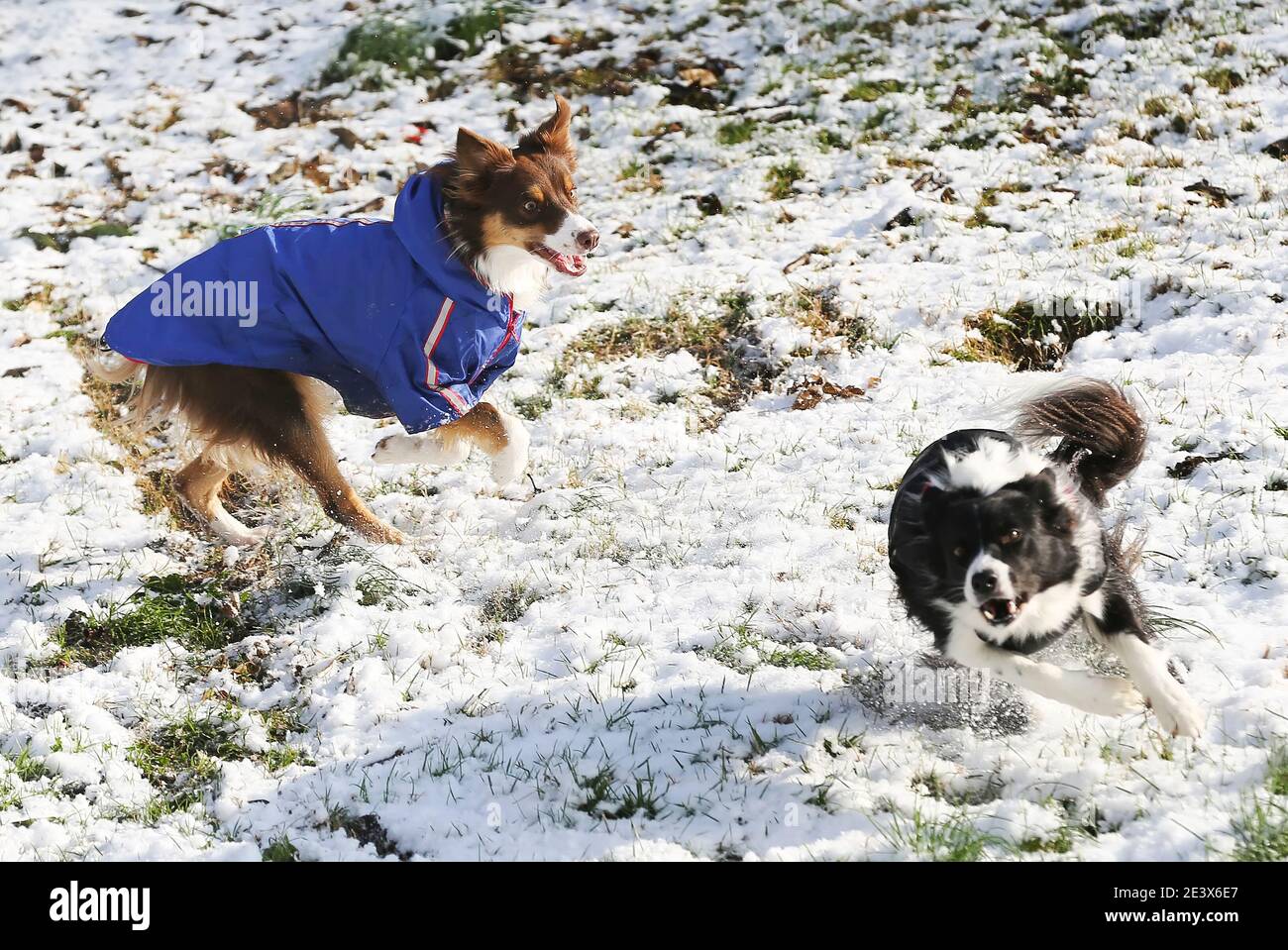 Dog are playing in the snow Stock Photo - Alamy