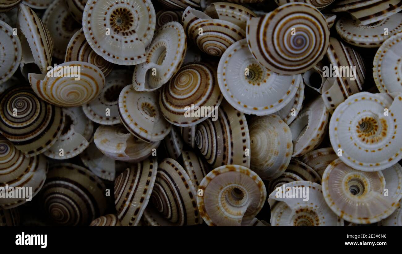 bins of shells Stock Photo - Alamy