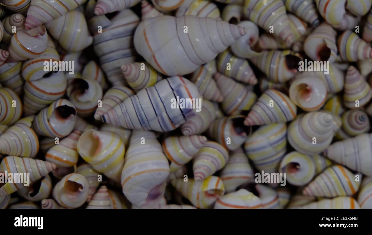 bins of shells Stock Photo - Alamy