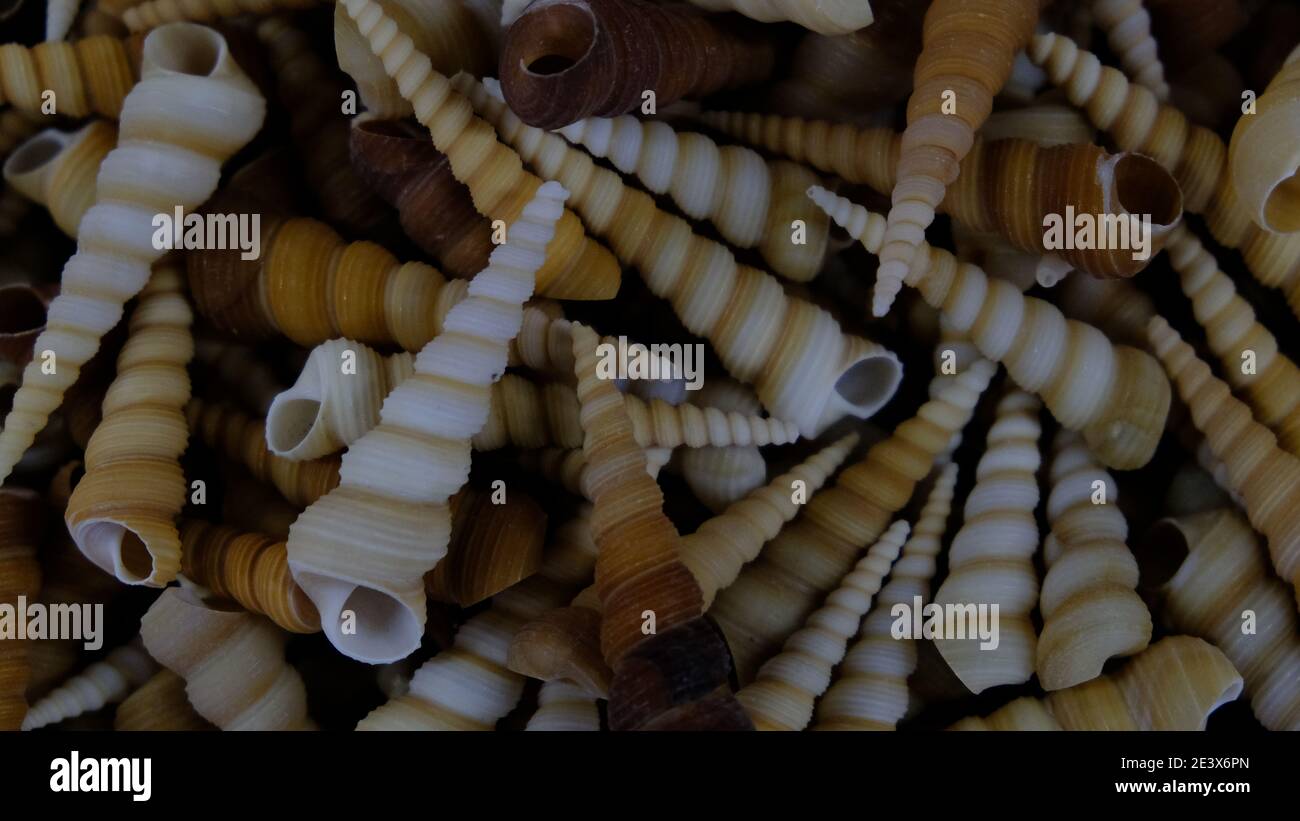 bins of shells Stock Photo - Alamy
