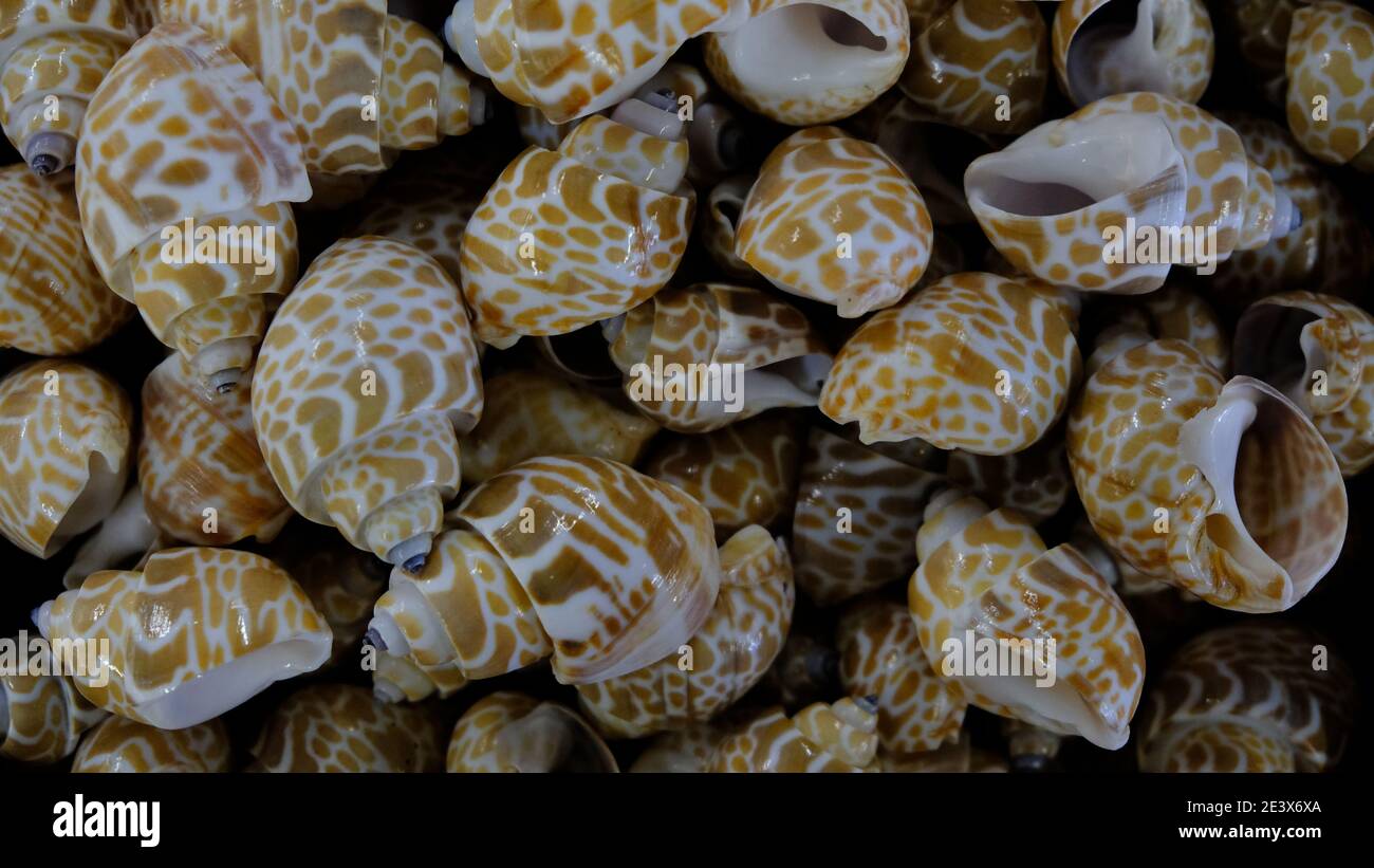 bins of shells Stock Photo - Alamy