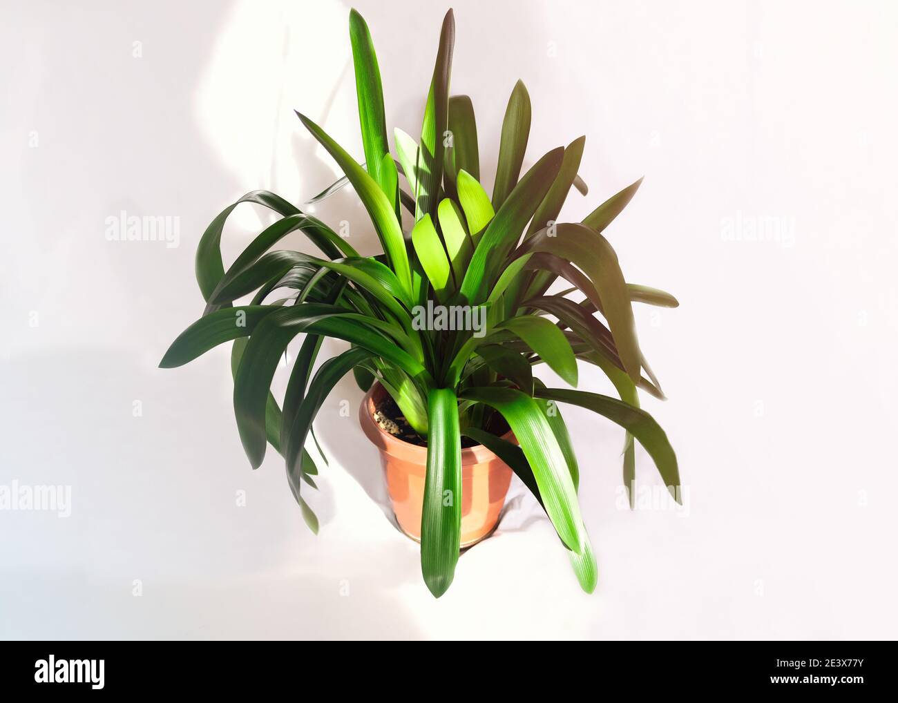 Clivia miniata plant. Beautiful flower on white background with shadows ...