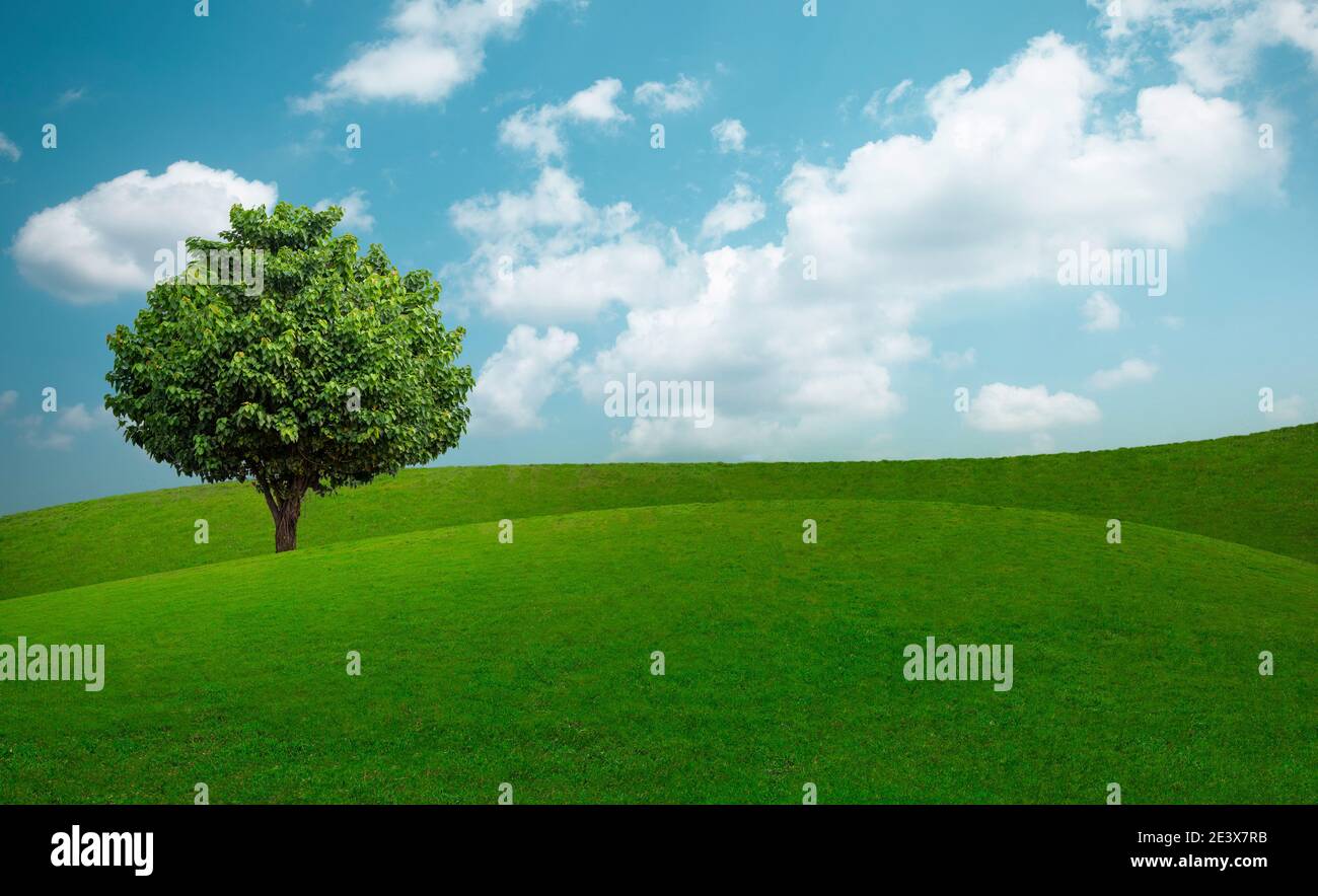 Tree grass slope hi-res stock photography and images - Alamy