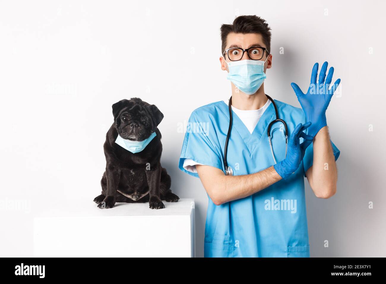 Funny black pug dog wearing medical mask, sitting near handsome ...