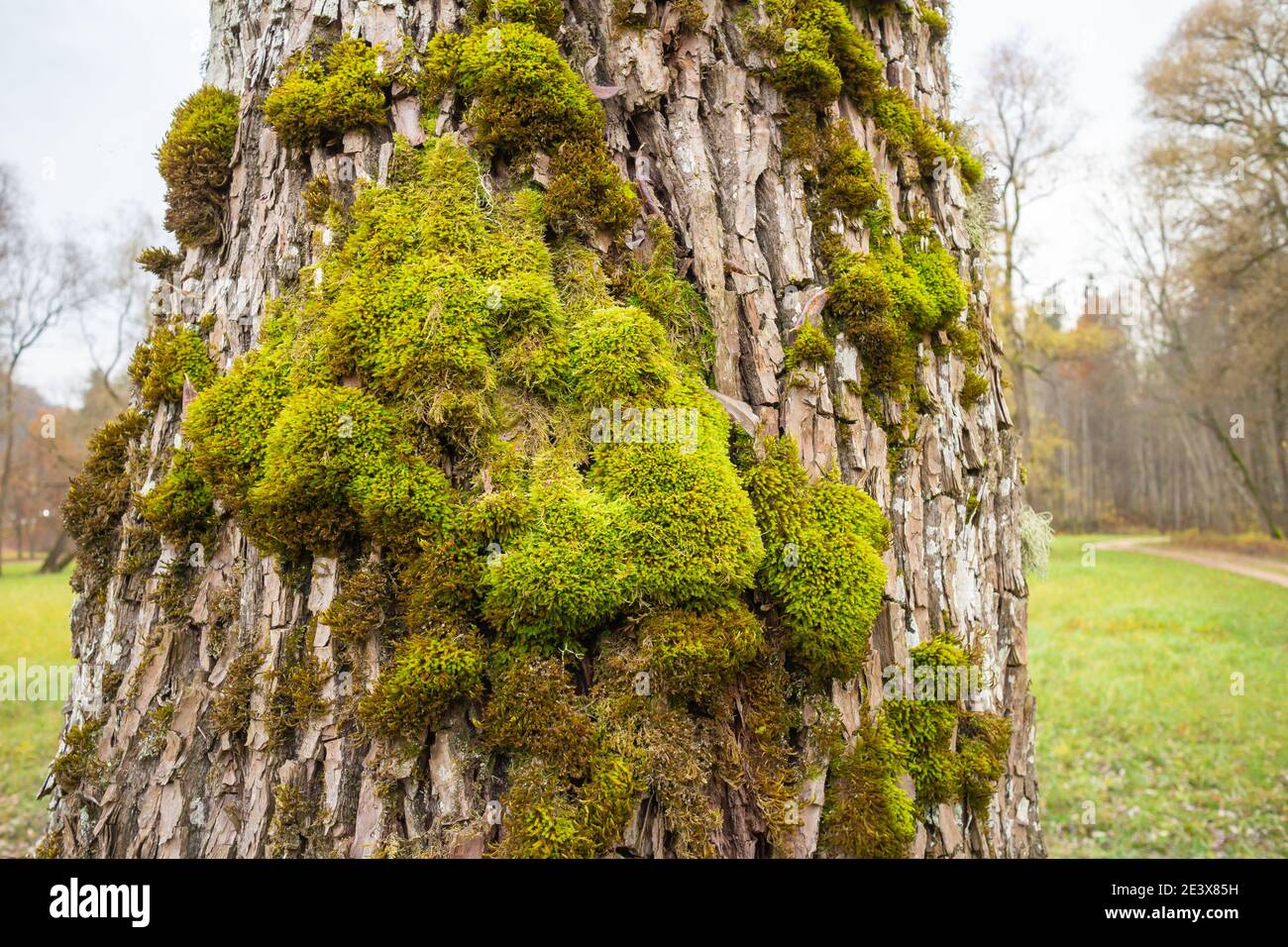 Bark moss mossy tree hi-res stock photography and images - Alamy