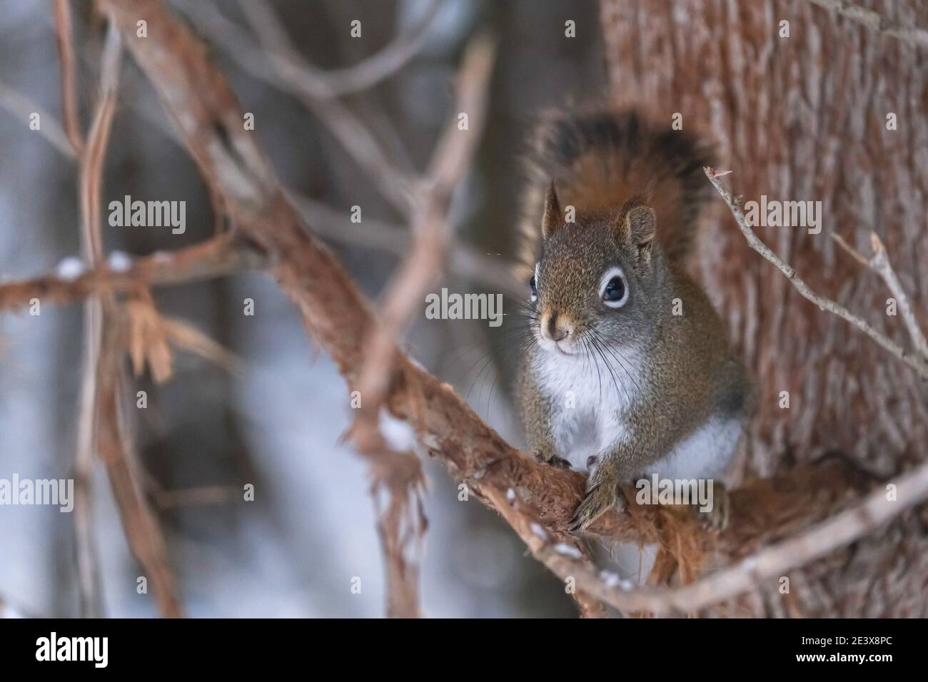 North american red squirrel hi-res stock photography and images - Alamy