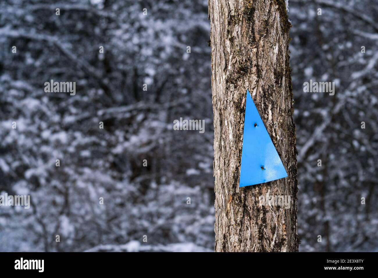 A thin, blue plastic triangle is nailed into the trunk of a slender ...