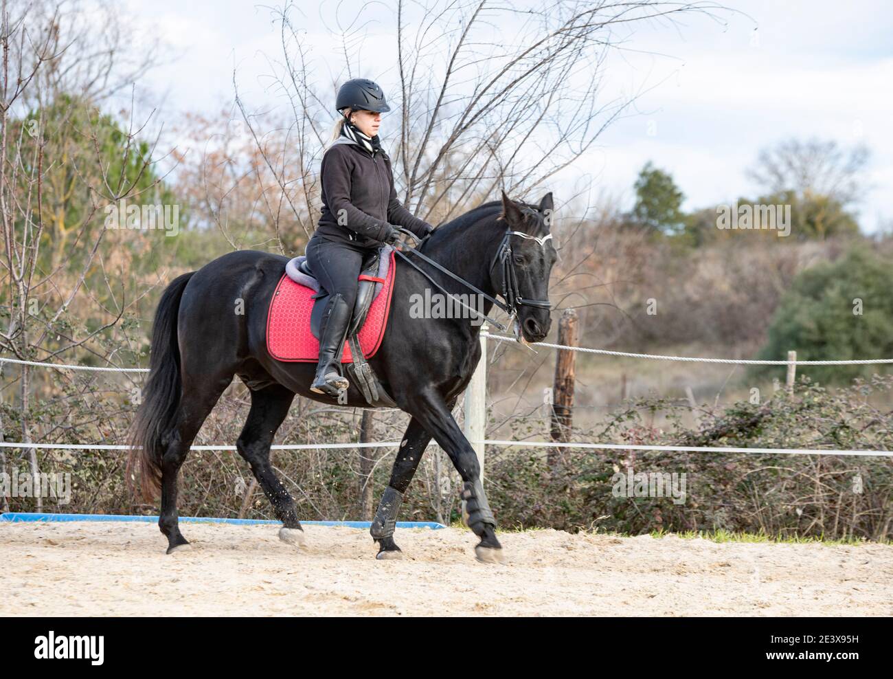 riding girl are training her black horse Stock Photo - Alamy