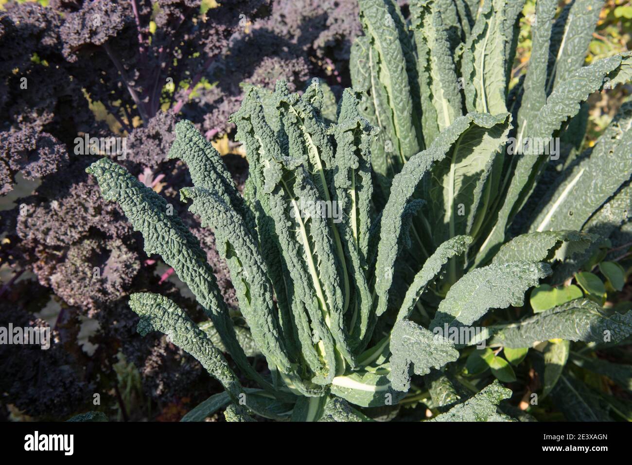 Cavolo nero hi-res stock photography and images - Alamy