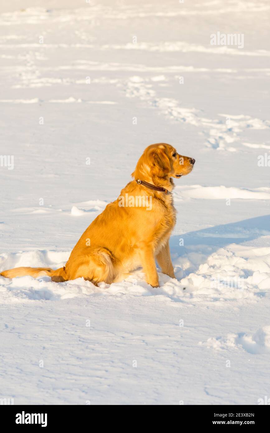 Lovely golden retriever playful stand sitting in the snow at evening in ...