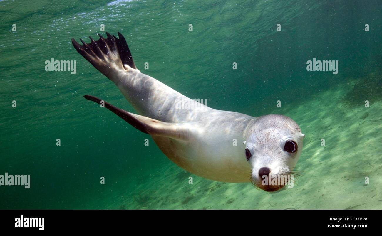 Swimming Sea Lion High Resolution Stock Photography and Images - Alamy