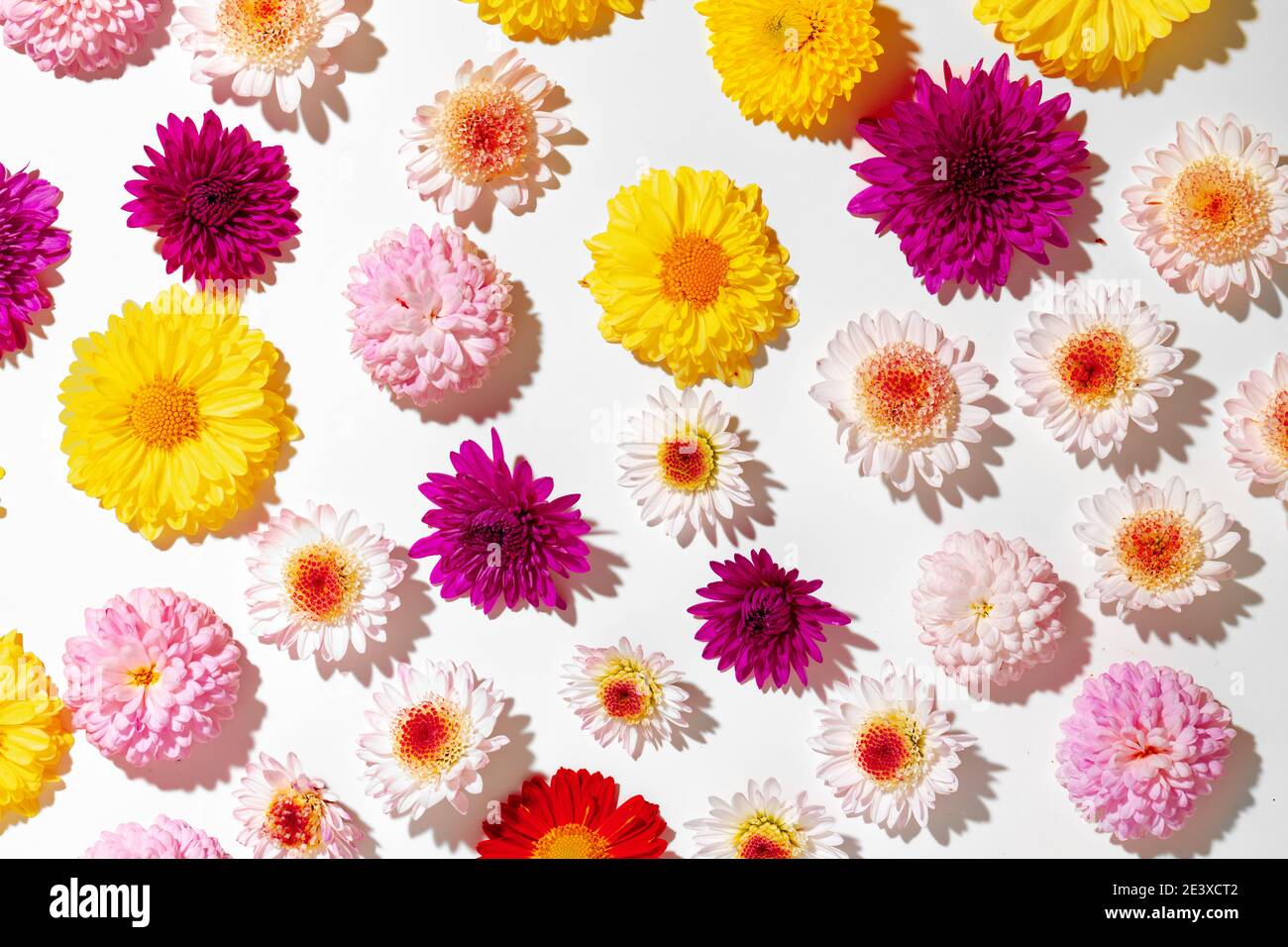 Beautiful background made of bright flower buds Stock Photo - Alamy