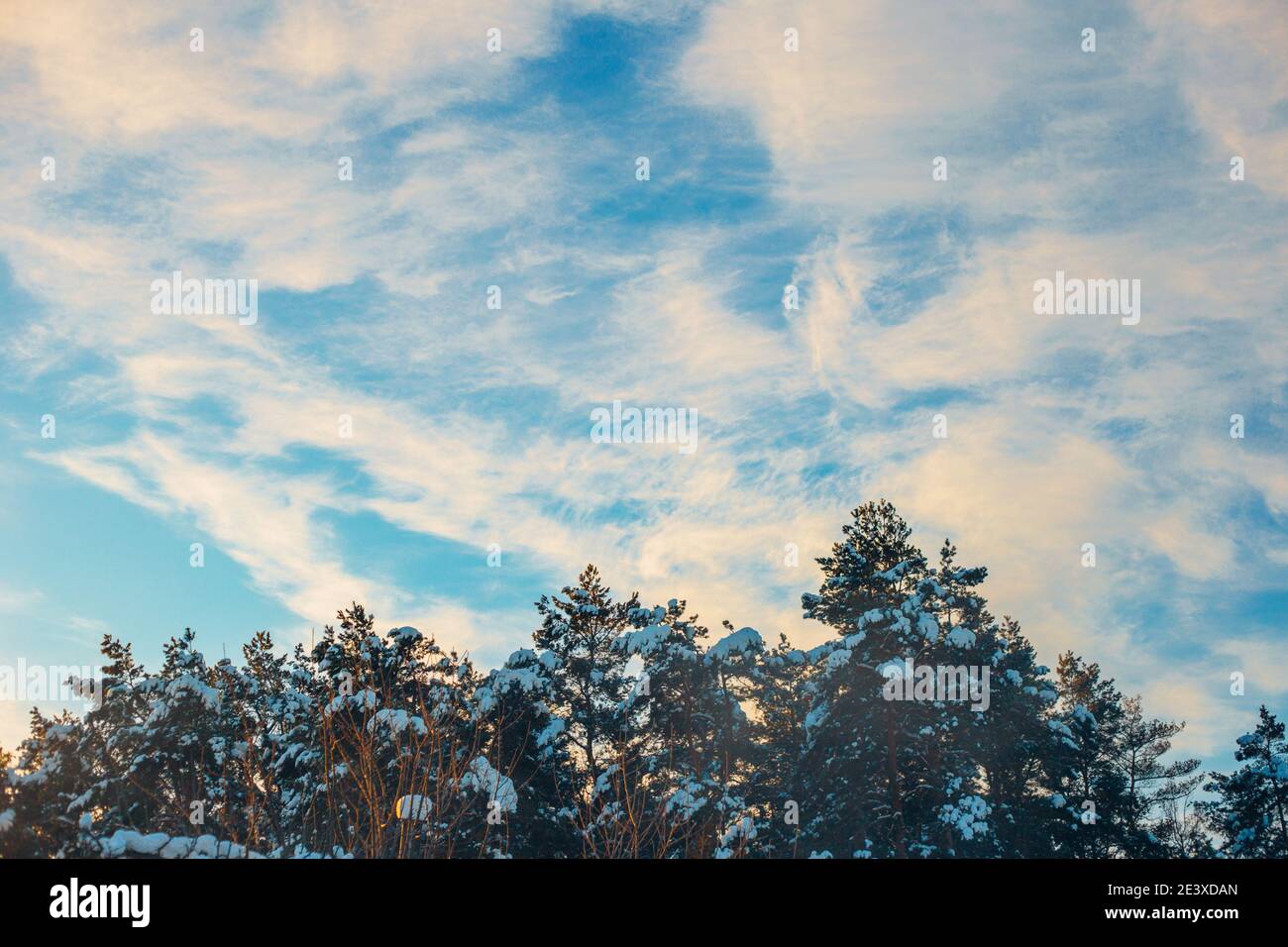Treetops under the snow - a strip of forest against the sky ...