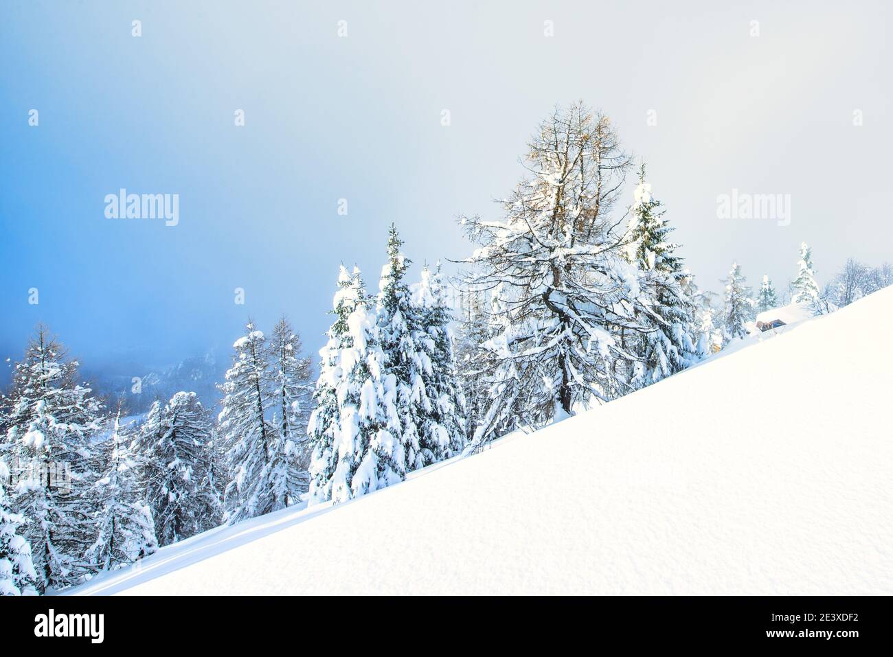 Mountain slope with lots of snow and spruce trees Stock Photo - Alamy