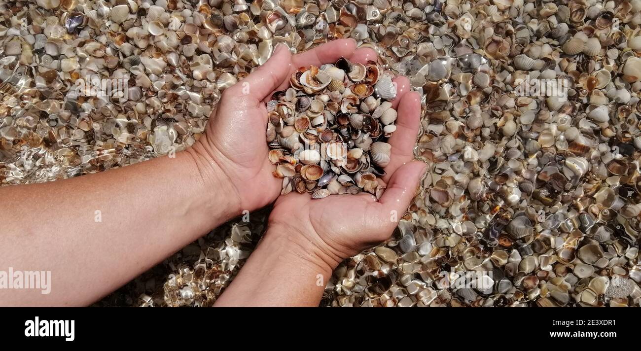 Women's hands hold shells. Seawater with seashells Stock Photo - Alamy