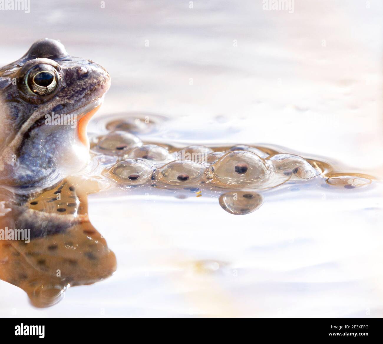Common frog, Rana temporaria, with spawn in a pond in Finland Stock ...