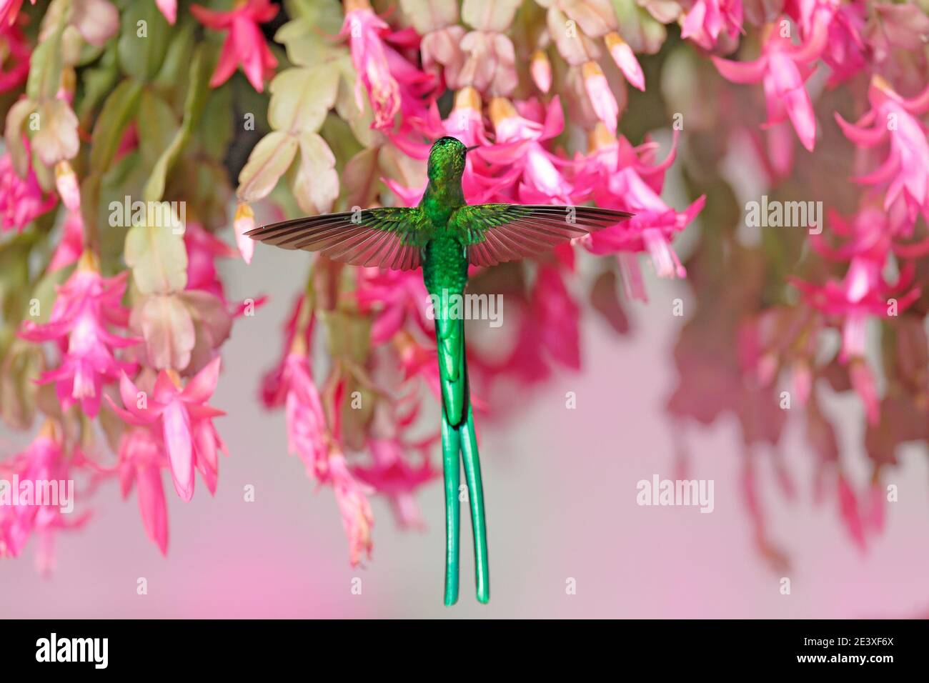 Long tail hummingbird with pink flower blooms. Long-tailed Sylph eating ...
