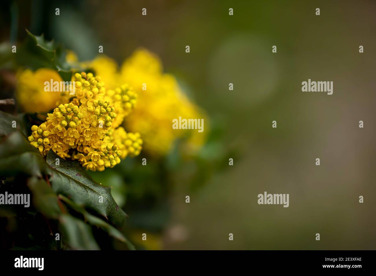 natural background of a yellow oregon grape flower bloom against a ...