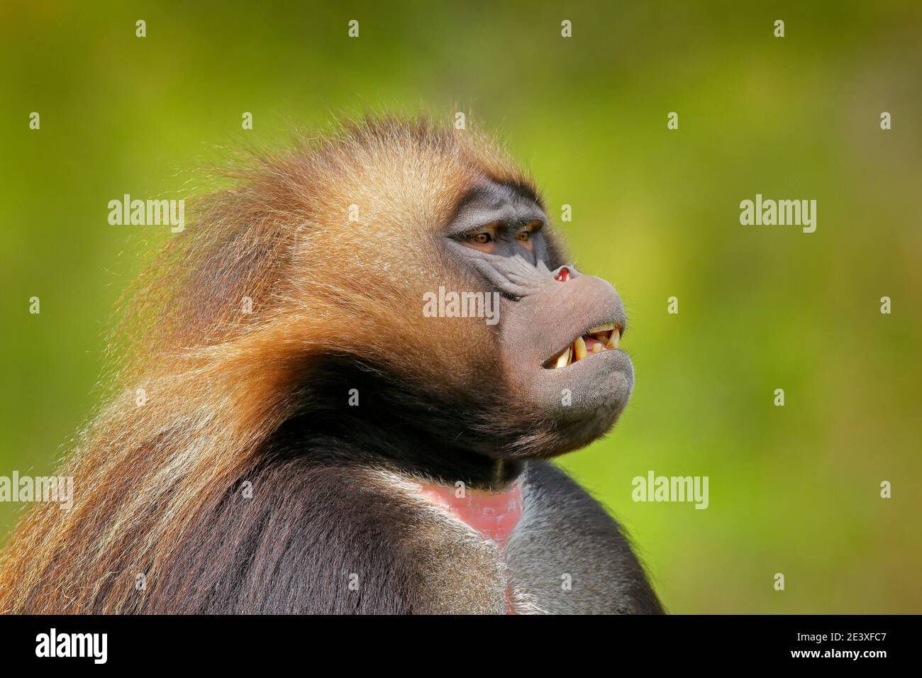 Gelada Baboon Face